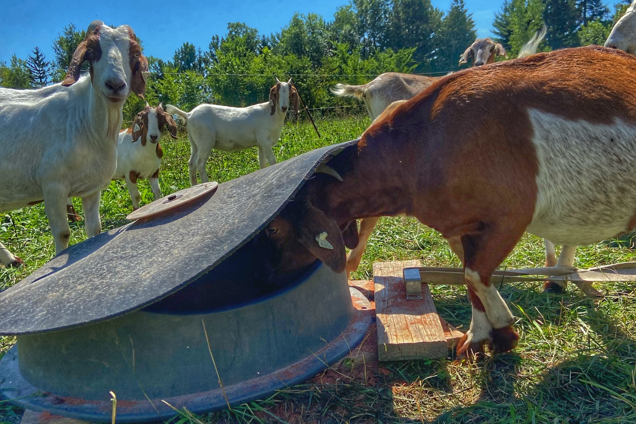 Goat minerals: Nutritional needs, pasture feeder options - Grazing with ...