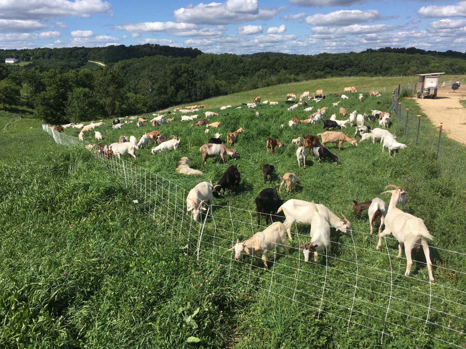 Goatober Farmer Profile: Cherrie Nolden - Grazing with Leslie