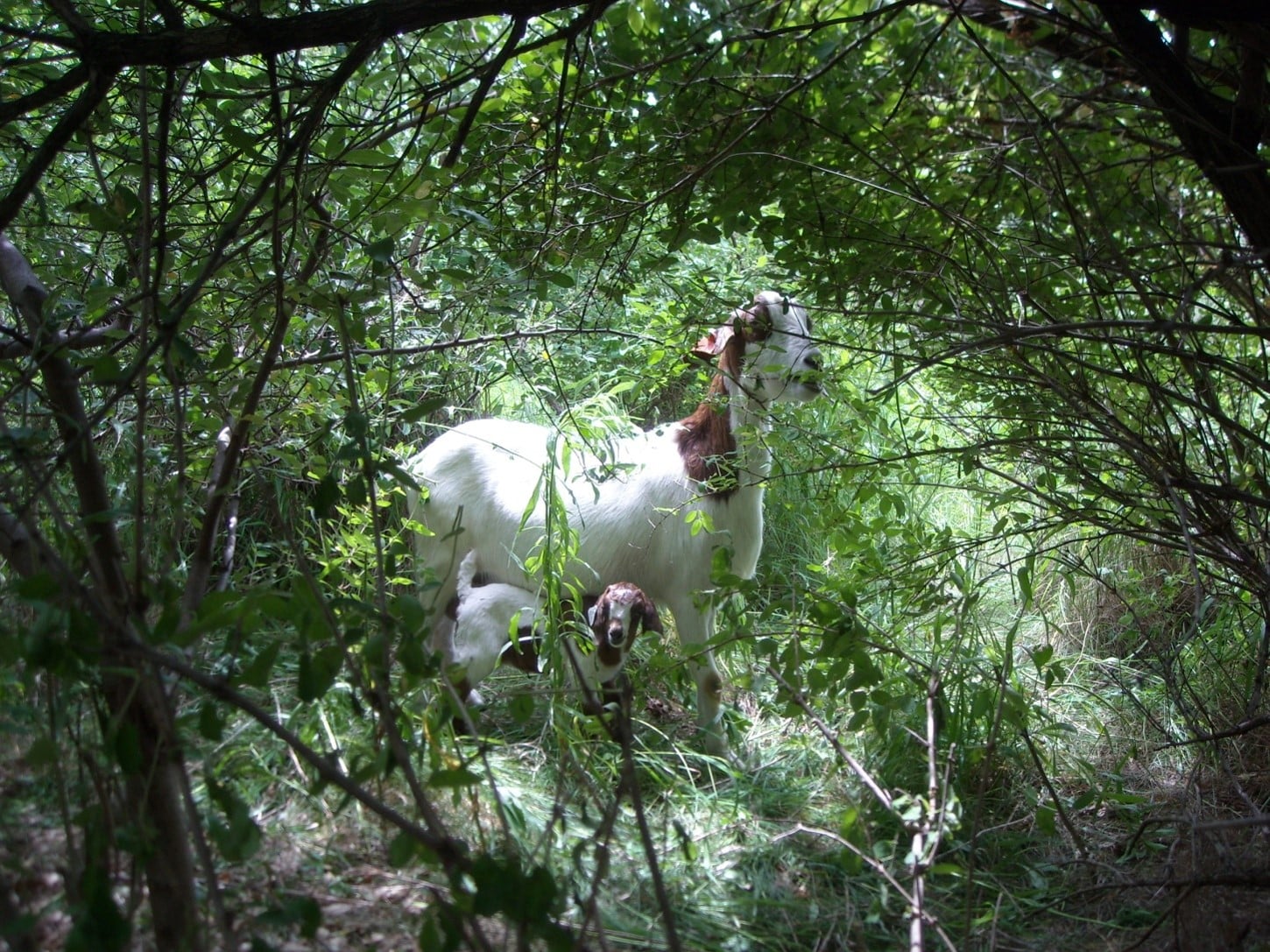 Goatober Farmer Profile: Cherrie Nolden - Grazing with Leslie