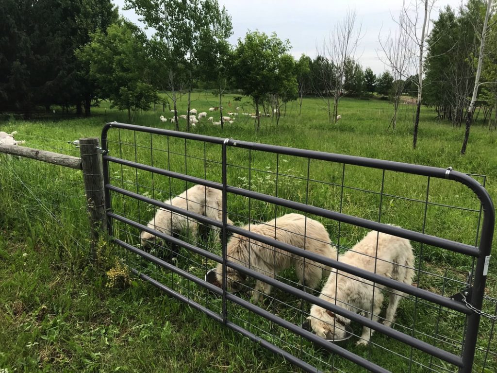 Goat fencing requirements and options - Grazing with Leslie