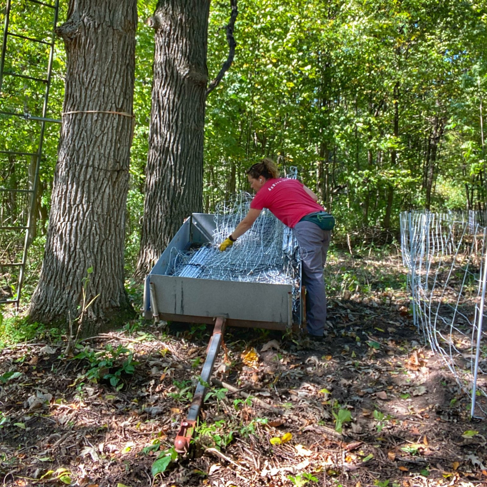 All about electric goat netting - Grazing with Leslie