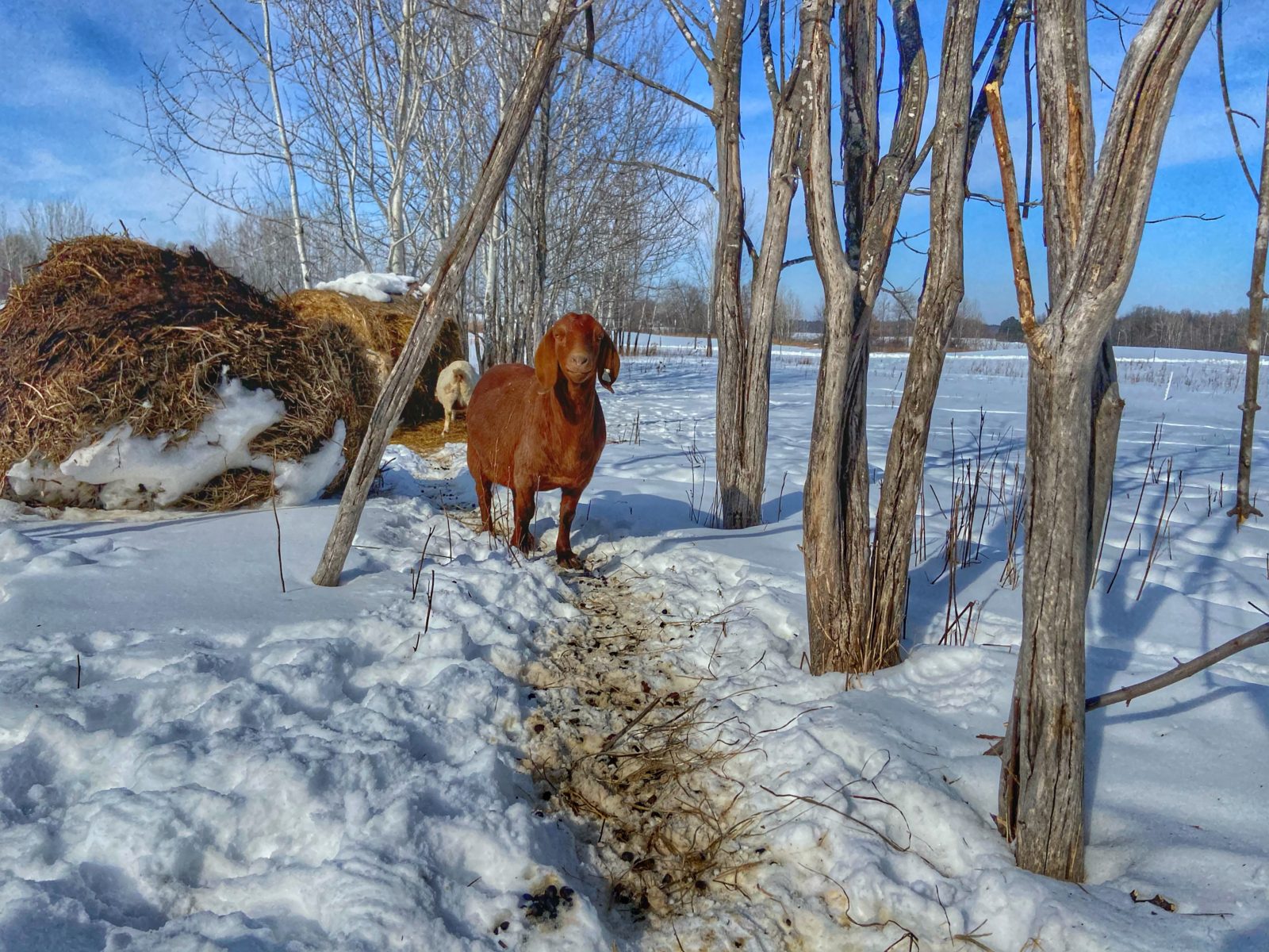 Keeping goats warm in the winter [cold weather tips] - Grazing with Leslie