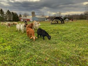 Keeping goats warm in the winter [cold weather tips] - Grazing with Leslie