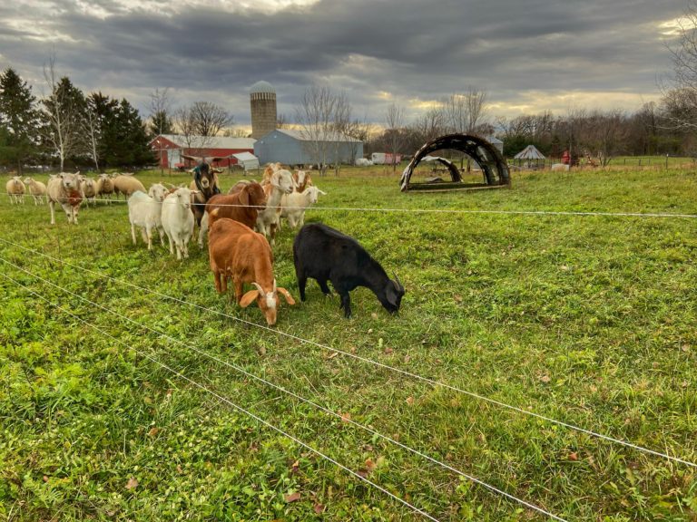 Keeping goats warm in the winter [cold weather tips] - Grazing with Leslie