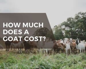 How much does a goat cost - Grazing with Leslie