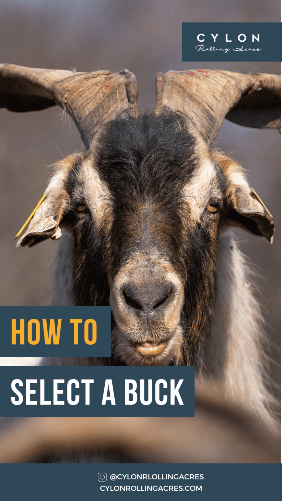 How to select a buck - Grazing with Leslie