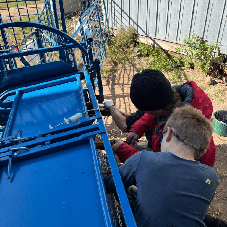 Working chute for goats - Grazing with Leslie