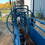 Working chute for goats - Grazing with Leslie