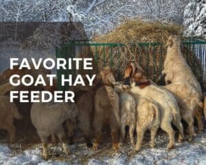 Goat hay feeders - Grazing with Leslie