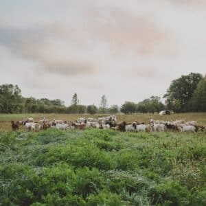 All About Goat Pasture - Grazing with Leslie