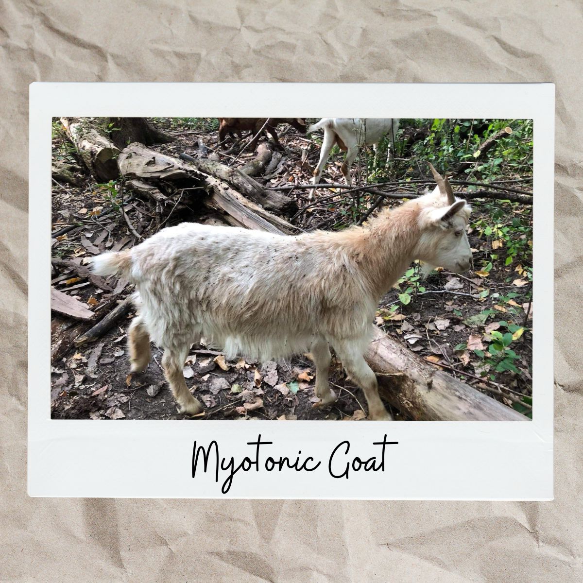 The Top 5 Meat Goat Breeds - Grazing with Leslie