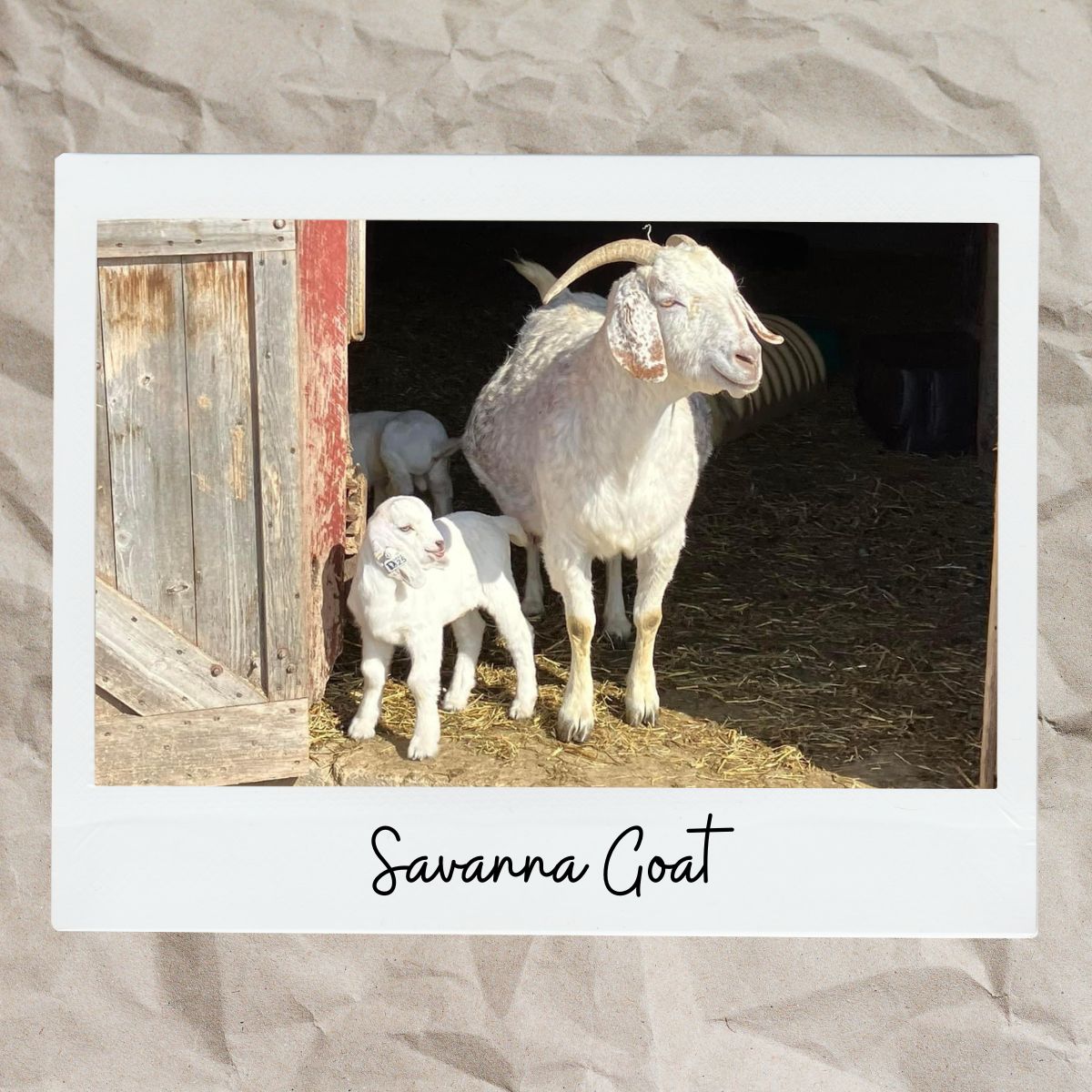 The Top 5 Meat Goat Breeds - Grazing with Leslie