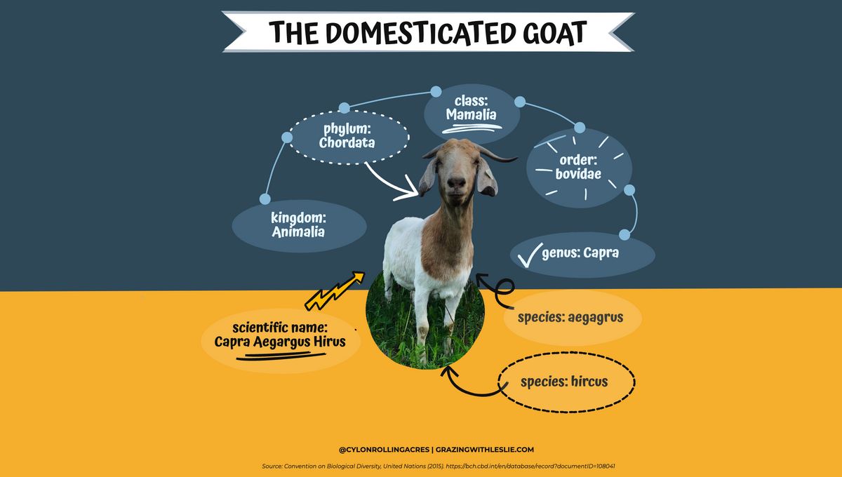 Goat Terminology - Grazing with Leslie