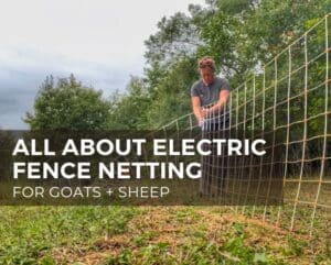 All about electric fence netting for goats - Grazing with Leslie