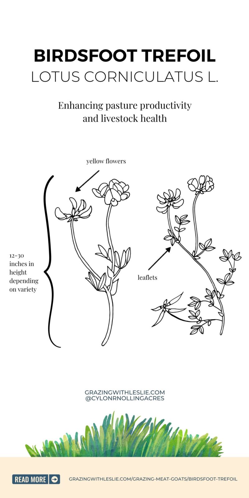 Birdsfoot Trefoil for pasture productivity and livestock health ...