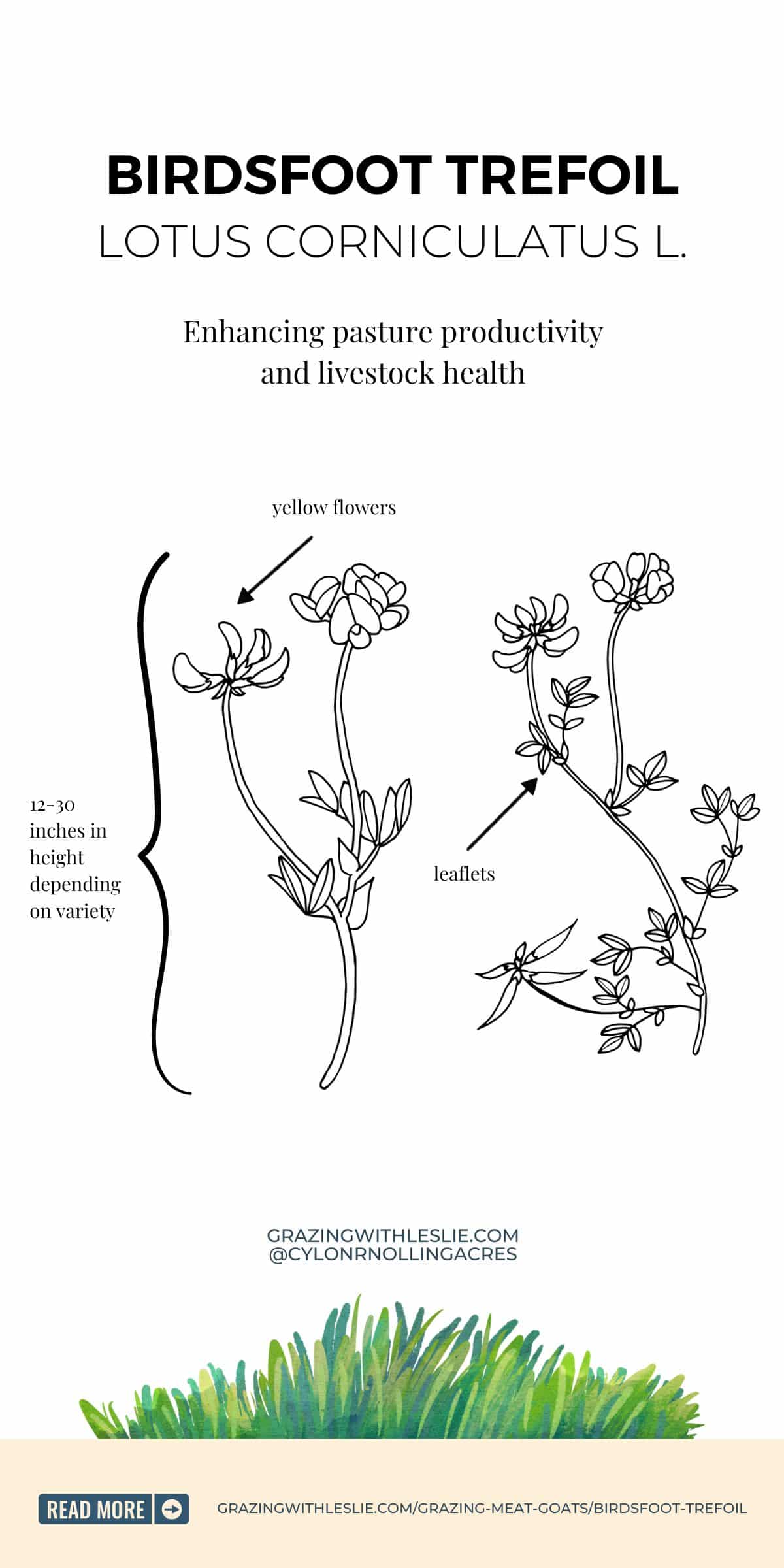 Birdsfoot Trefoil for pasture productivity and livestock health ...