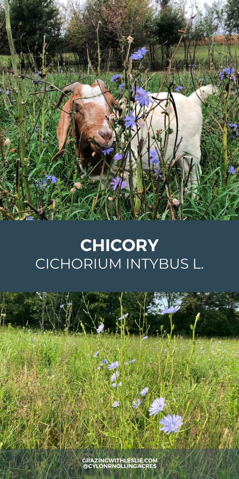 Forage chicory for pastures - Grazing with Leslie