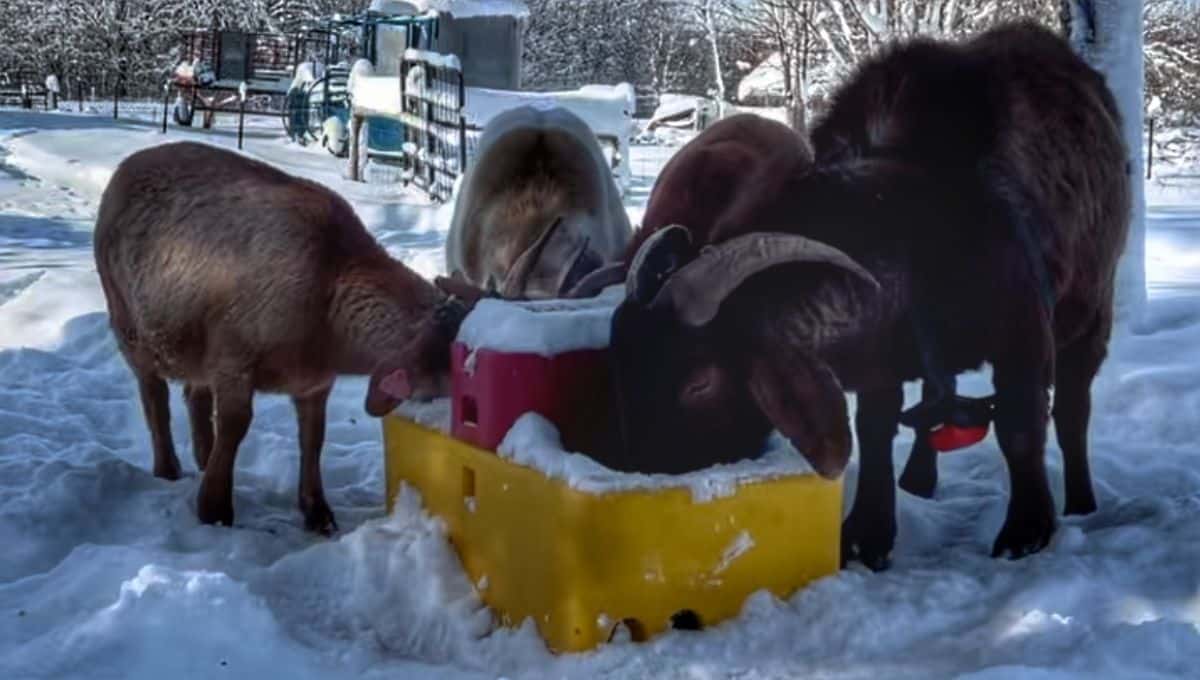 Three options for goat waters - Grazing with Leslie