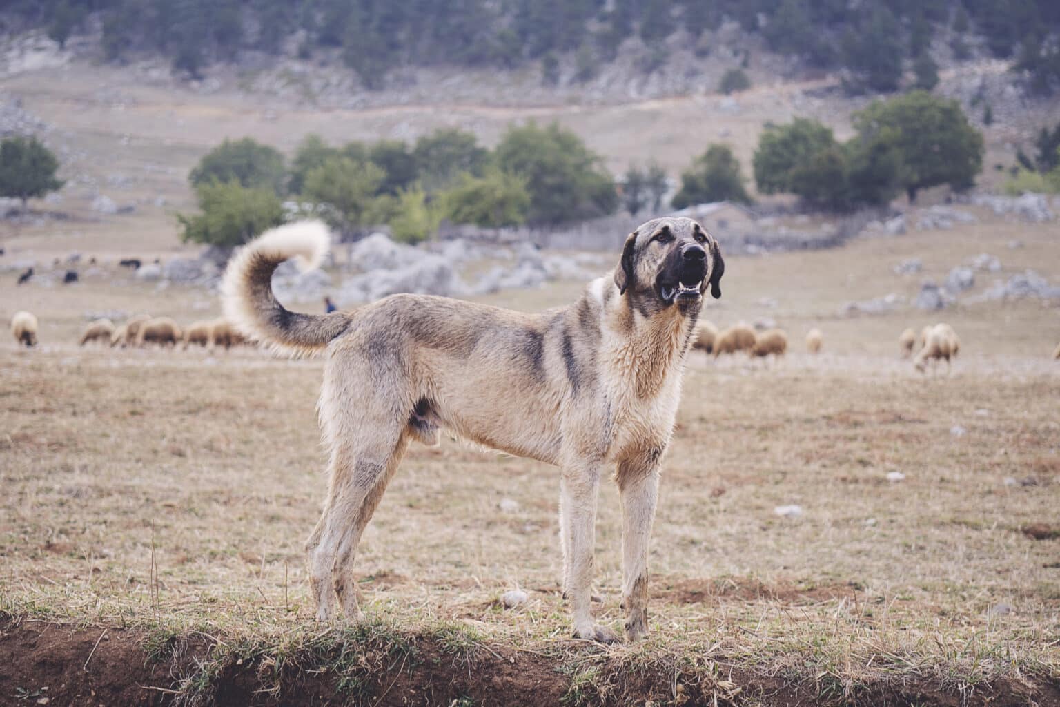LGD dog for goats, sheep and chickens - Grazing with Leslie