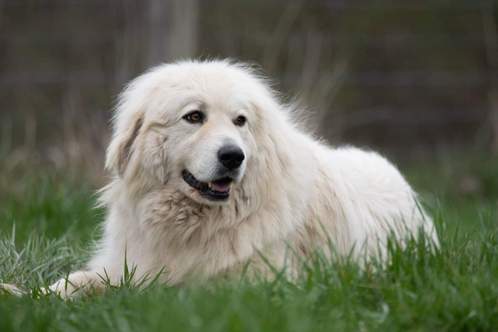 LGD dog for goats, sheep and chickens - Grazing with Leslie