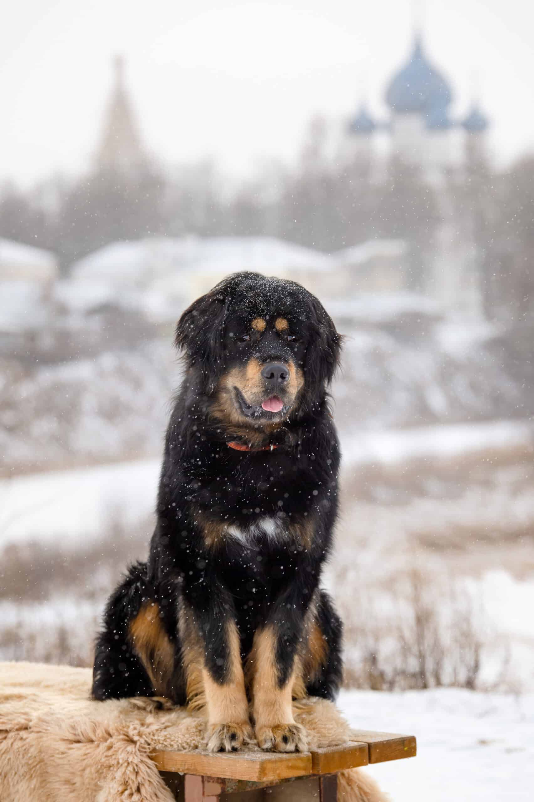 LGD dog for goats, sheep and chickens - Grazing with Leslie