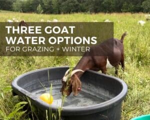 Three options for goat waters - Grazing with Leslie
