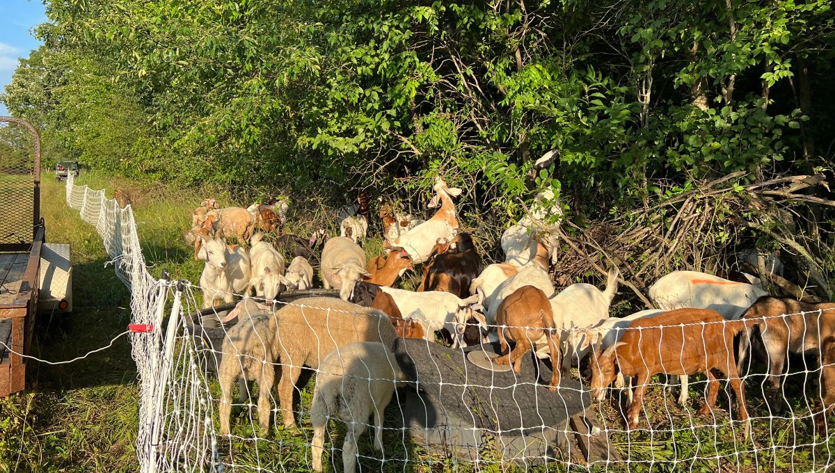 Goat shelter basics, ideas, plans - Grazing with Leslie
