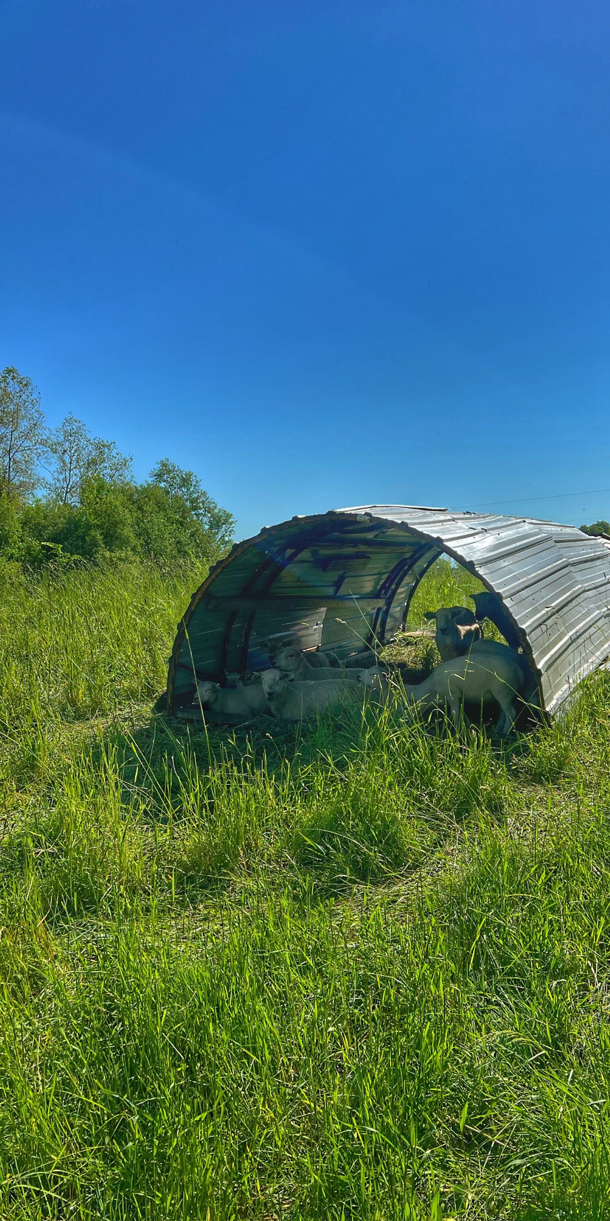 Goat shelter basics, ideas, plans - Grazing with Leslie