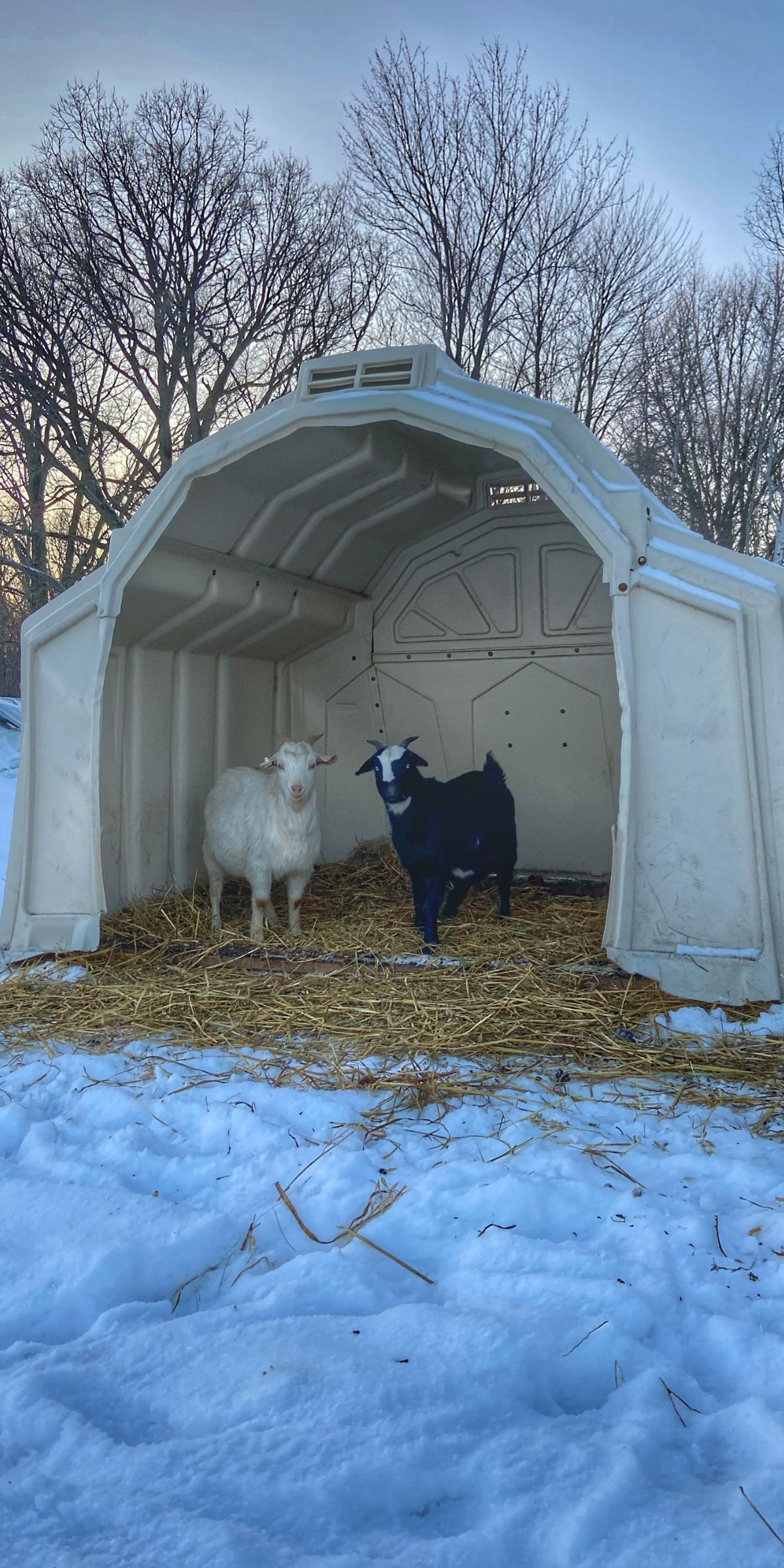 Goat shelter basics, ideas, plans - Grazing with Leslie