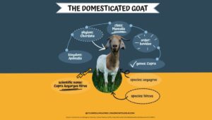 Goat Terminology - Grazing with Leslie