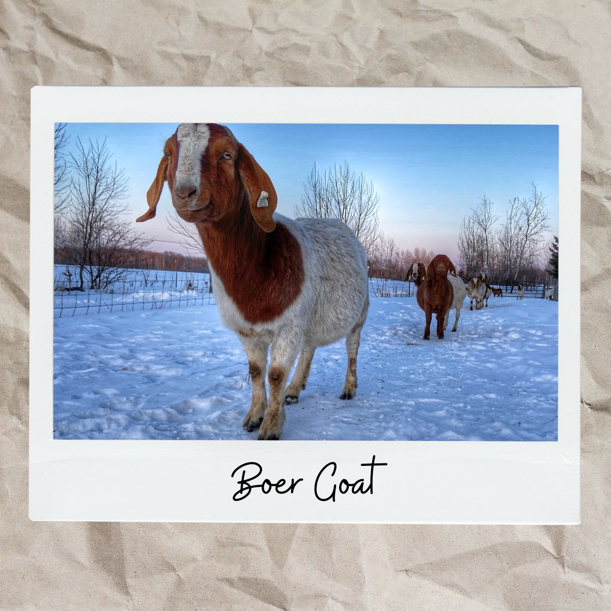 Boer Goats: The Classic Meat Goat Breed - Grazing with Leslie