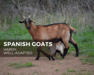 Spanish Goats: a hardy and well-adapted breed - Grazing with Leslie