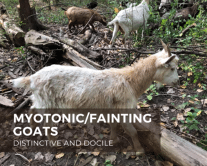 Myotonic [Fainting Goats]: a distinctive and docile breed - Grazing ...