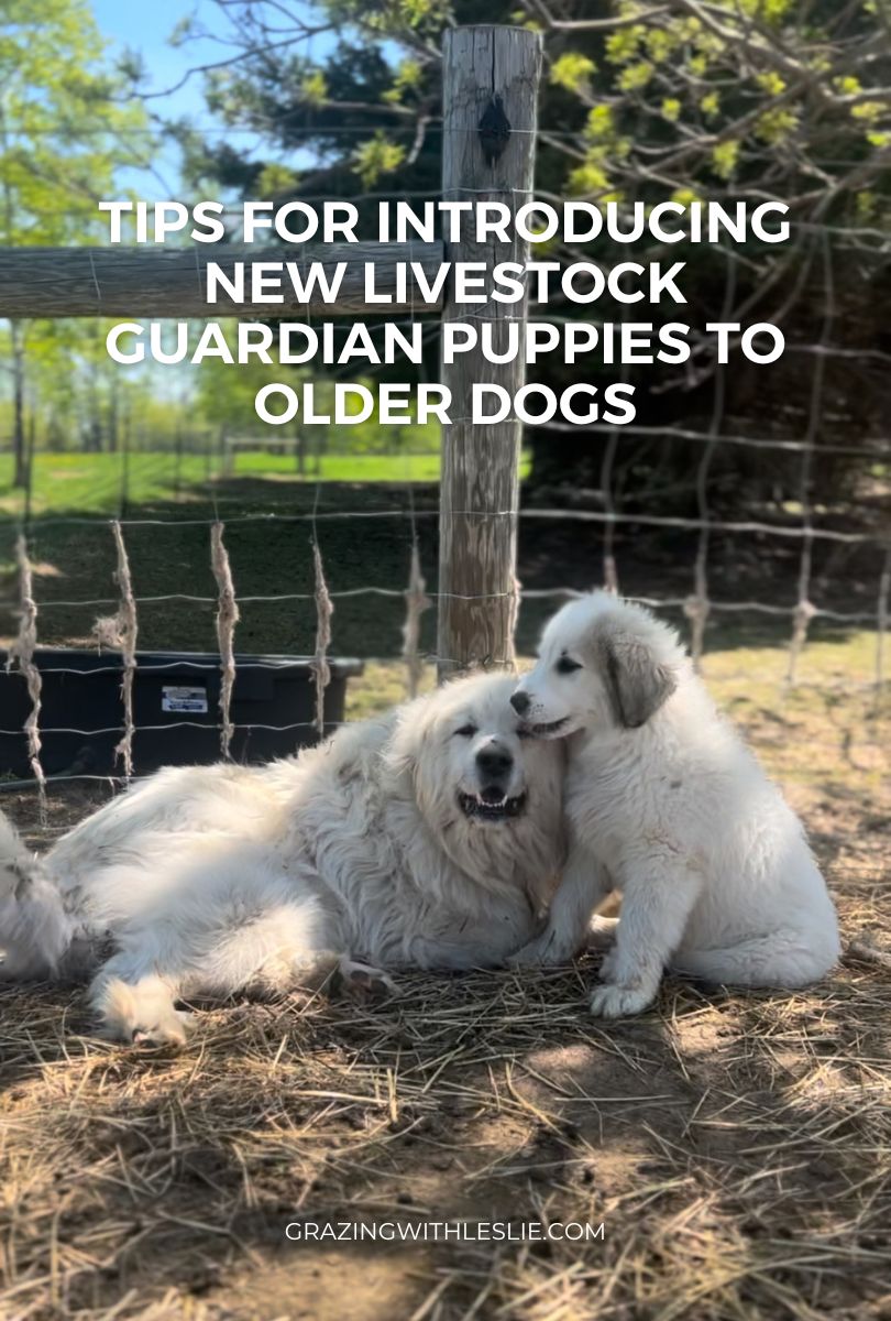 How to train livestock guardian dogs - Grazing with Leslie