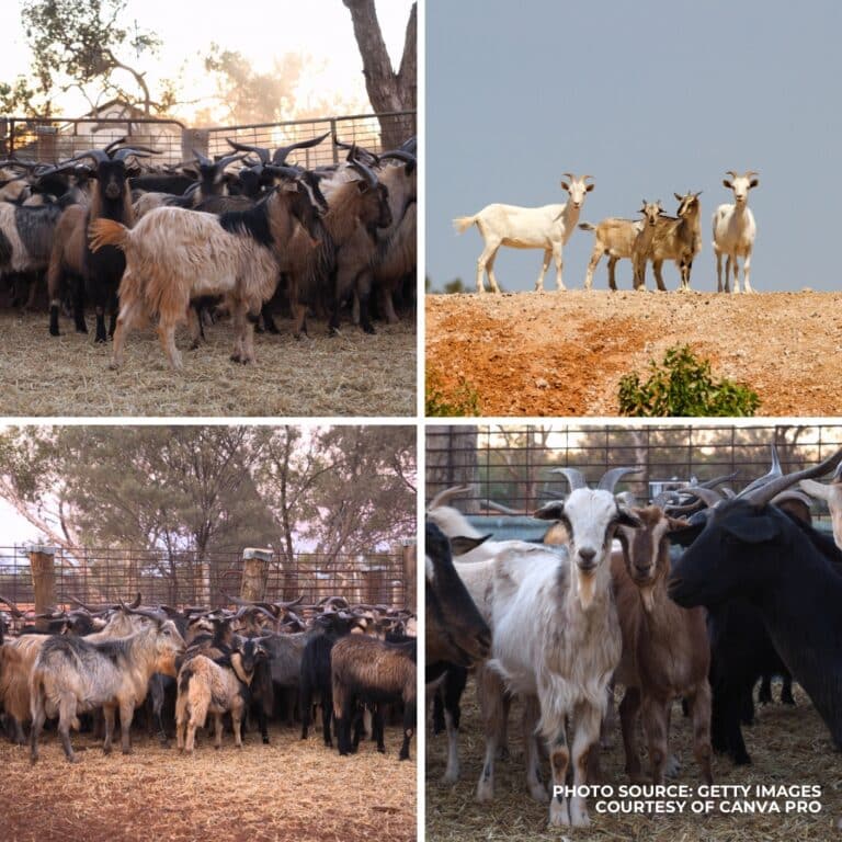 Growing Australian goat meat exports to U.S., from feral herds ...